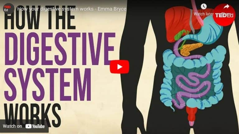 Digestive System Experiment: Fun Hands on Digestive System Experiment ...
